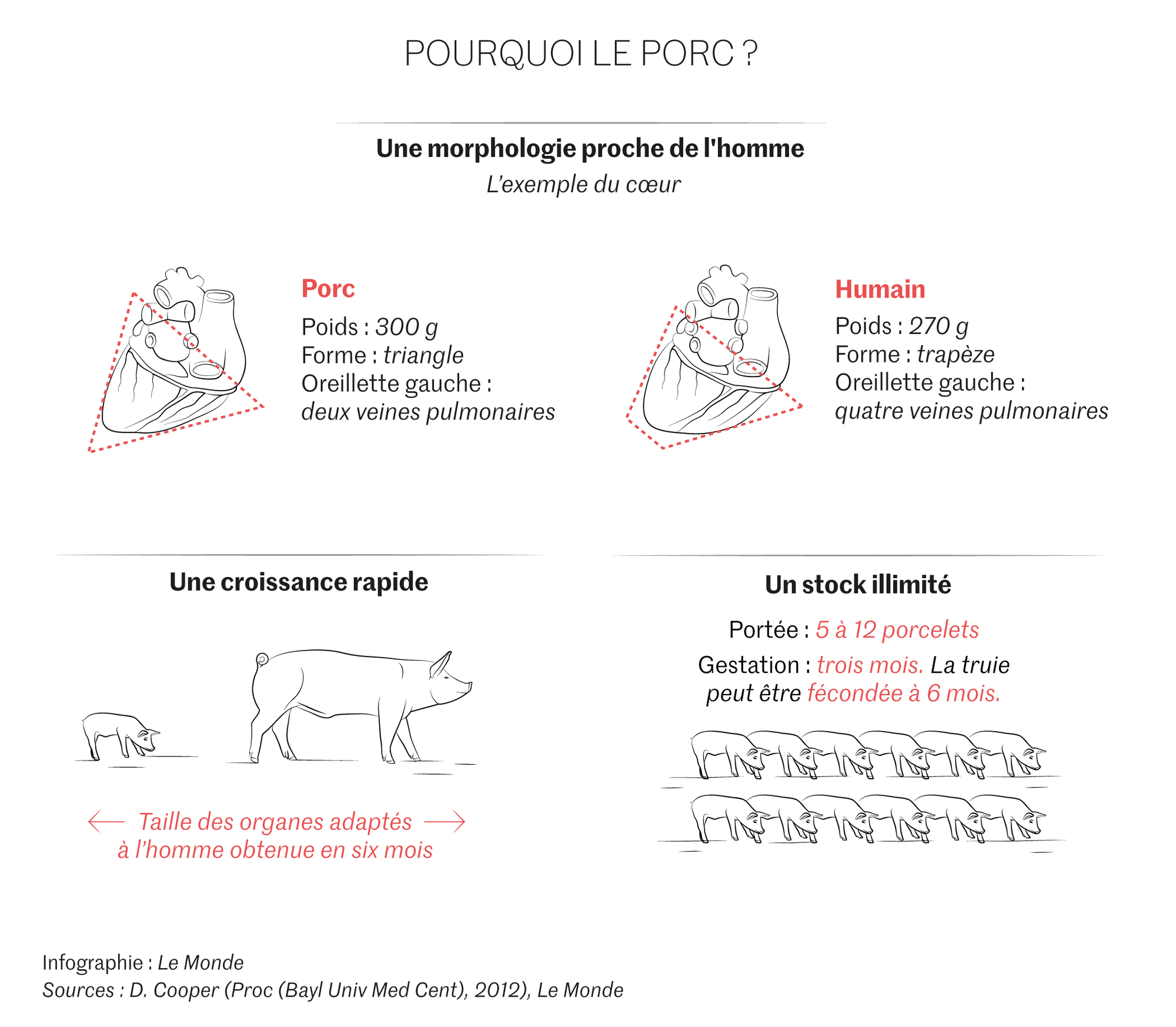 Cœur de porc dans un corps d’homme : où en est-on des xénogreffes