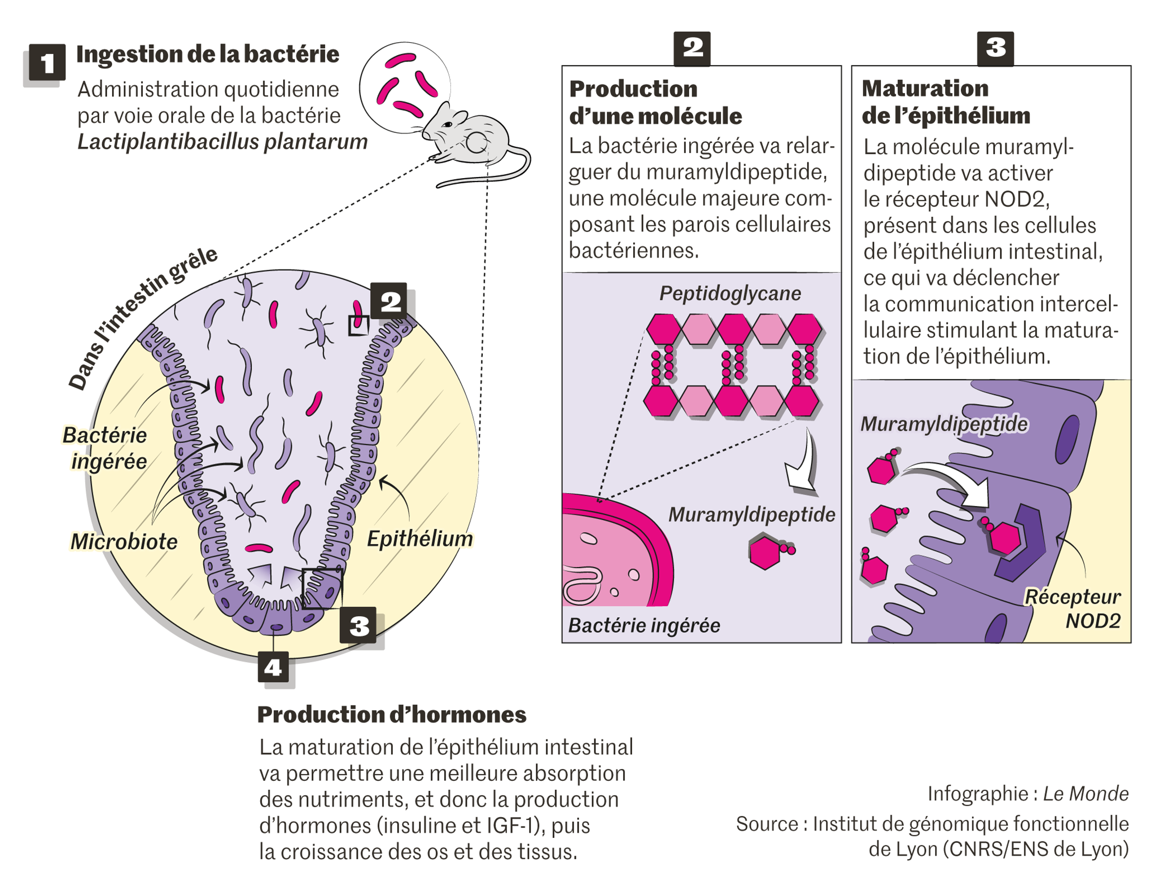 Une bactérie du microbiote combat les effets de la sous-nutrition