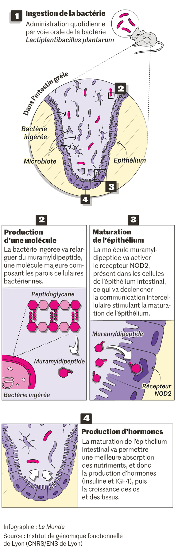 Une bactérie du microbiote combat les effets de la sous-nutrition