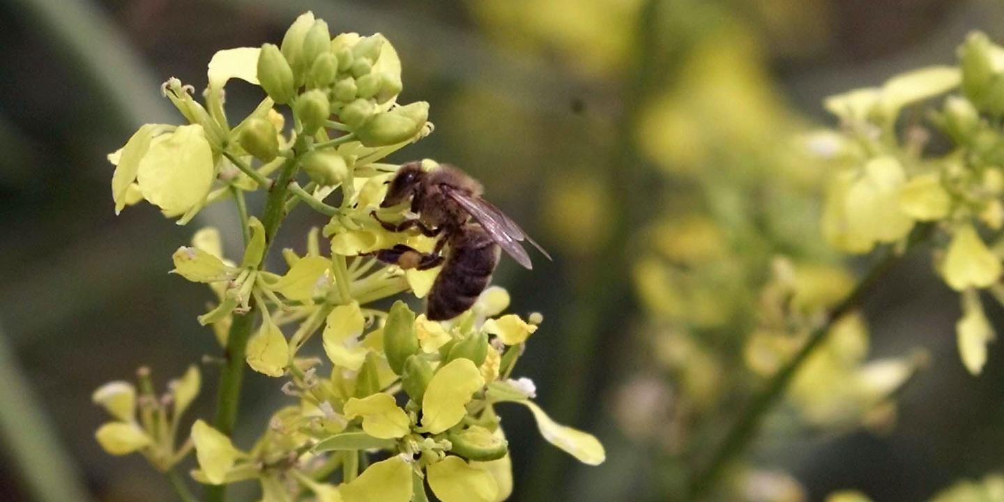 Une étude britannique montre les risques des cultures OGM pour la ...