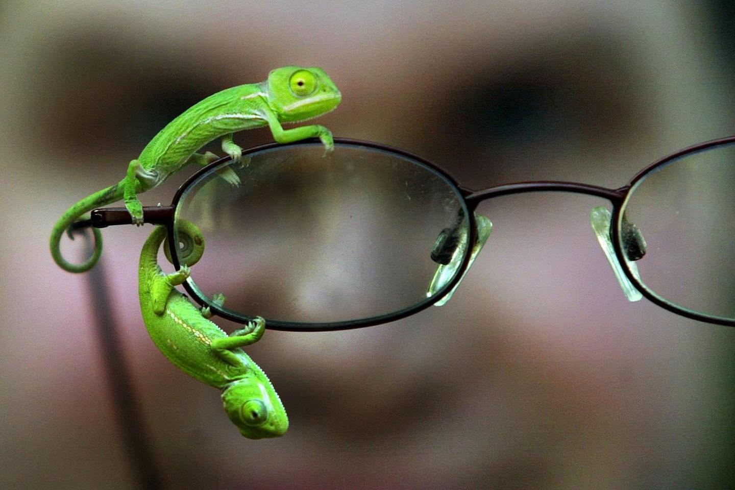 Le mimétisme, art guerrier animal
