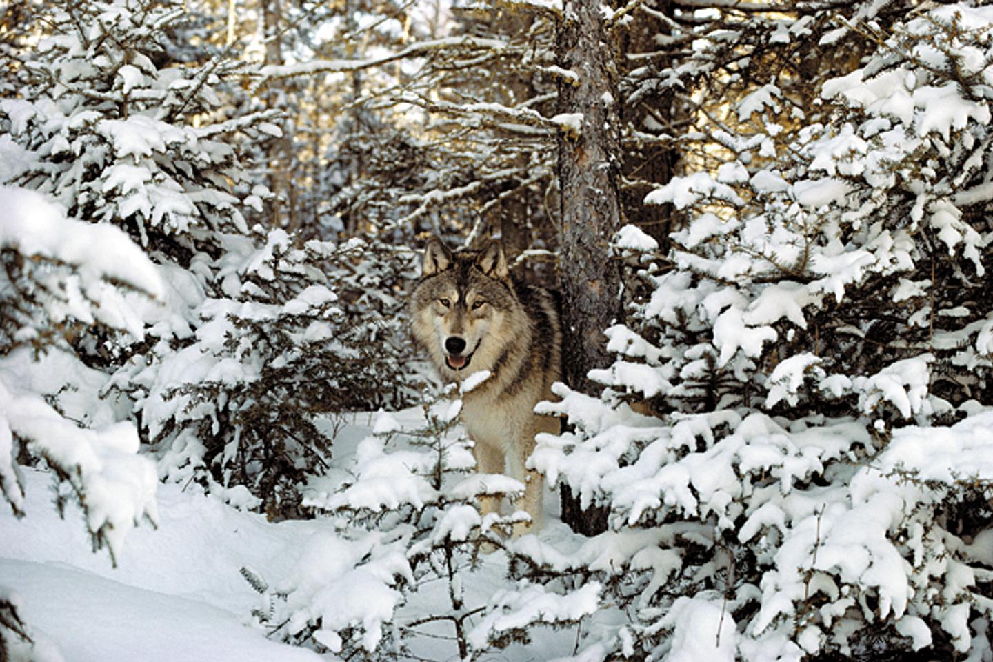 En Arménie, la chasse au loup est ouverte