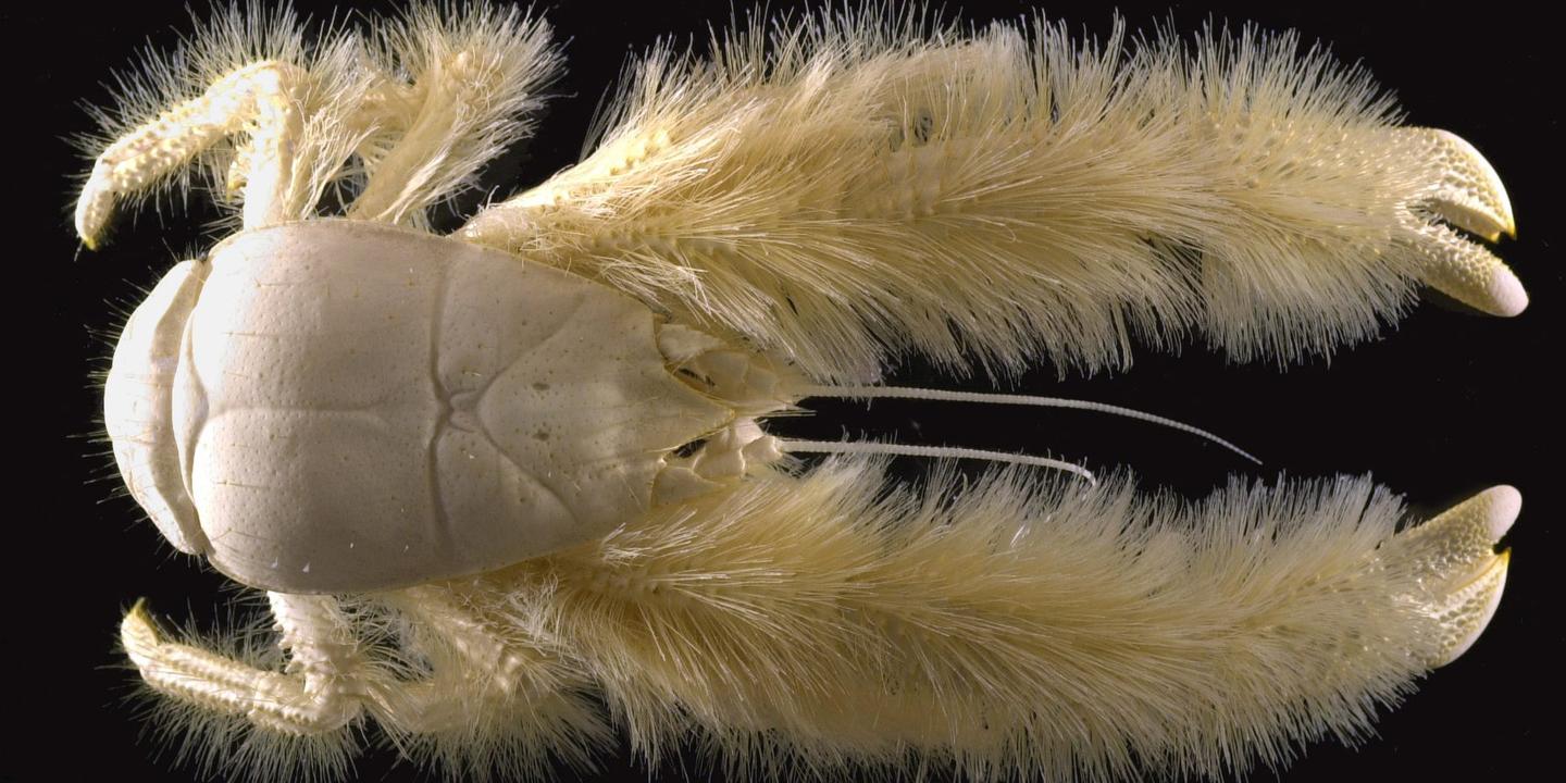 Découverte d'un crustacé "hirsute" des abysses au sud de l'île de Pâques