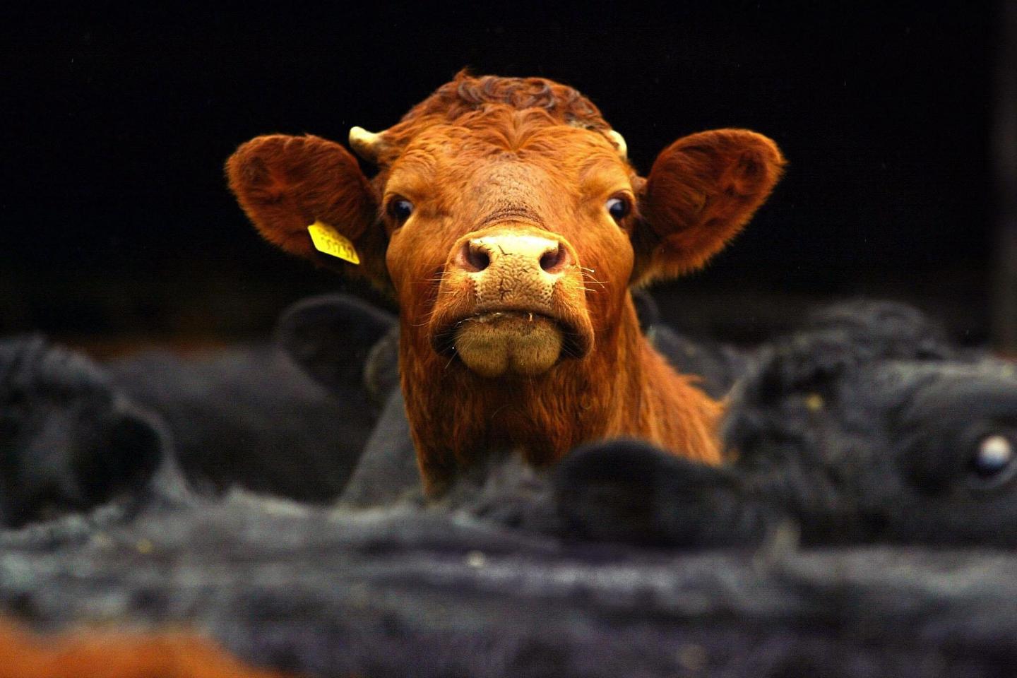 La crise de la vache folle, dix ans après
