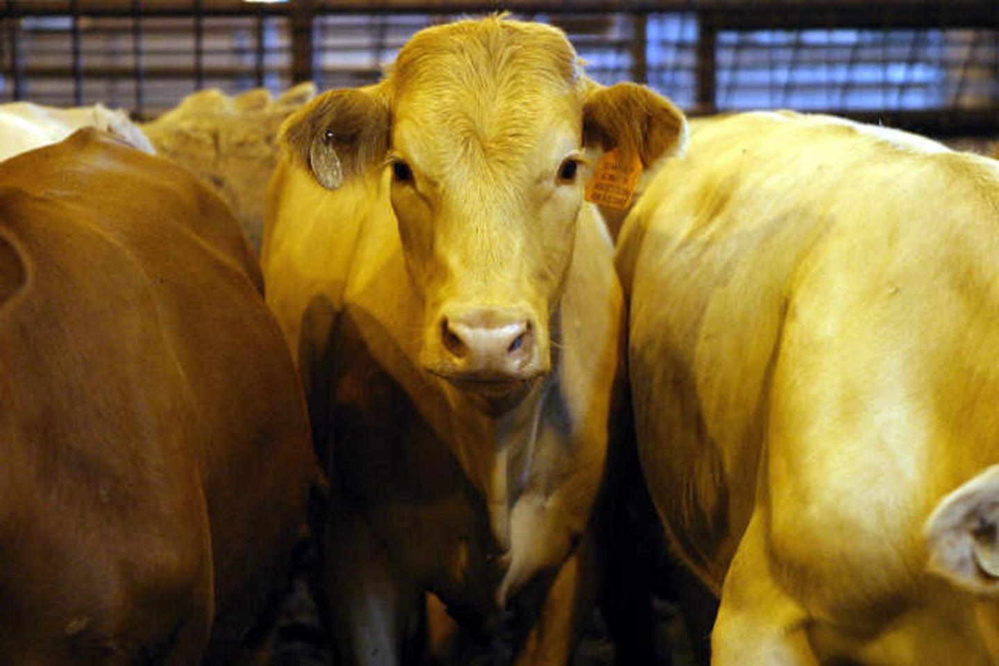 La maladie de la vache folle disparaît d'Europe