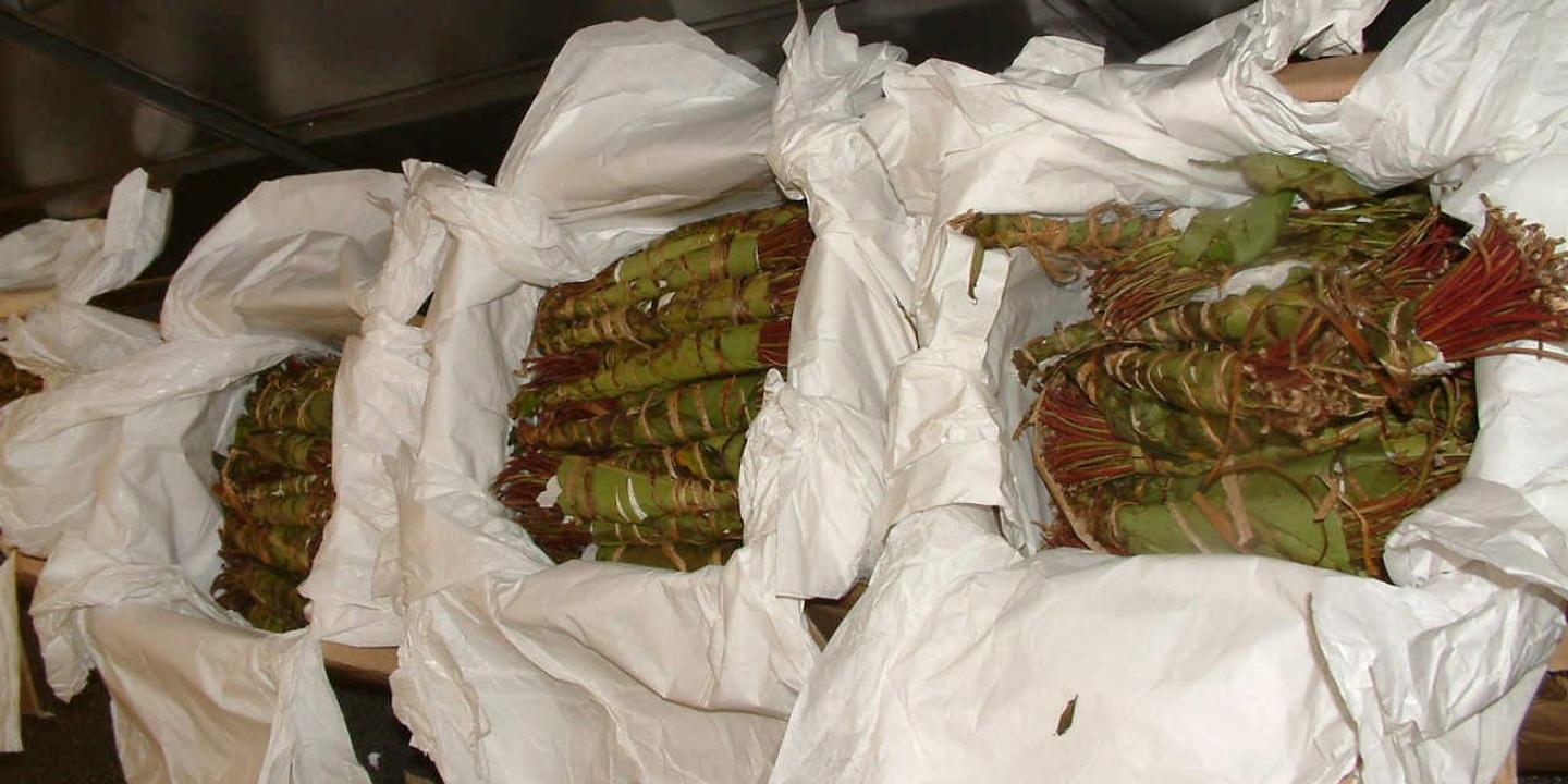 Le trafic de feuilles de khat en plein essor en France
