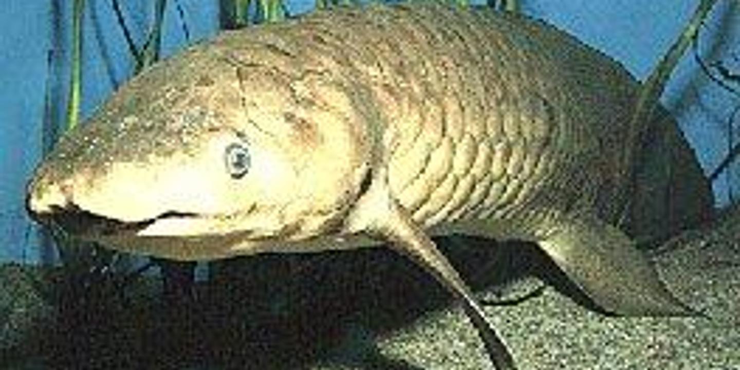 Poisson à poumon, le dipneuste s'essouffle