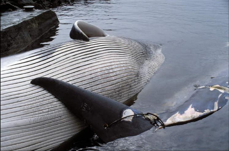 Les nations baleinières à l'offensive