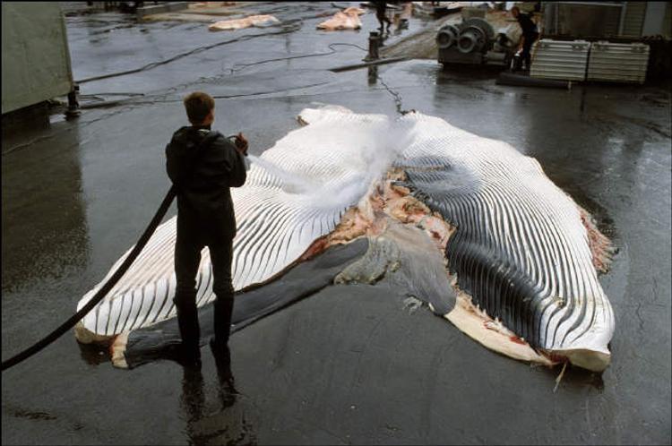 Les nations baleinières à l'offensive