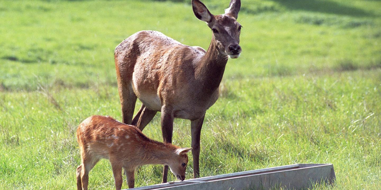 Naissance en France du premier faon porté par une mère d'une autre espèce