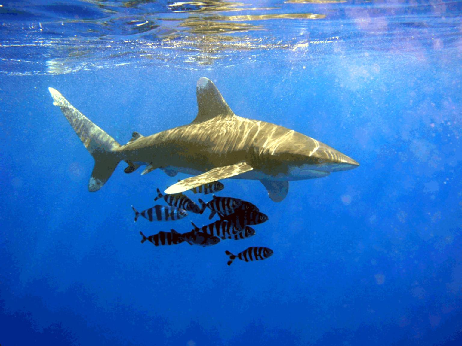 Onze espèces de requins de haute mer menacées d'extinction