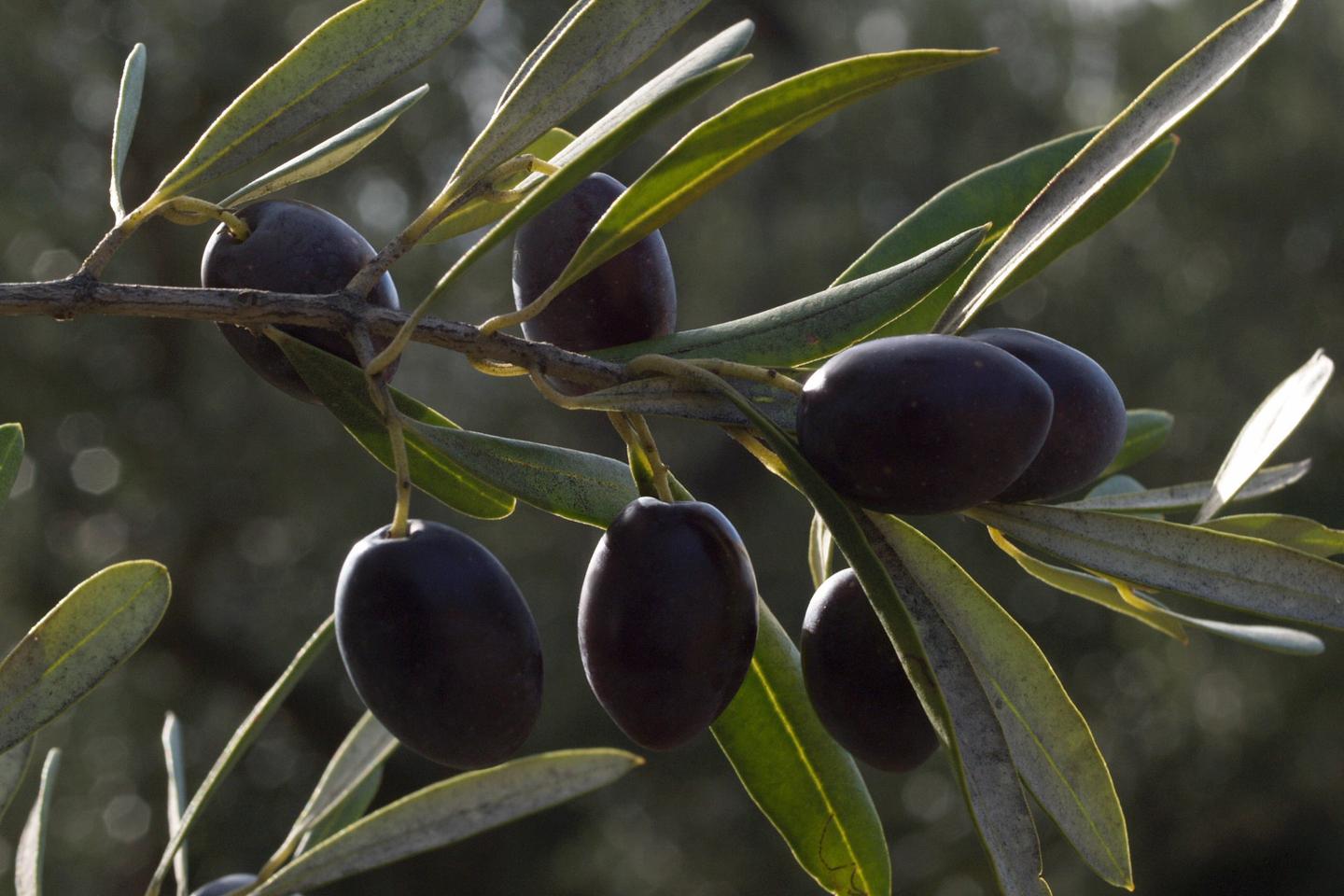 L'olive, reine de la Provence en hiver