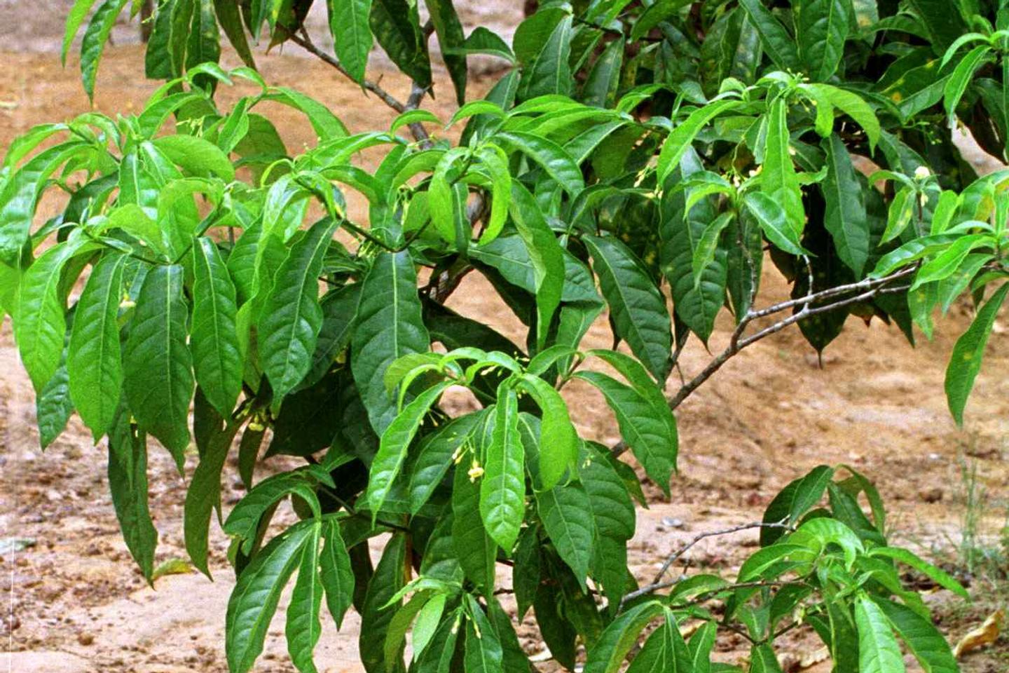 L'iboga, une racine aux pouvoirs hallucinants