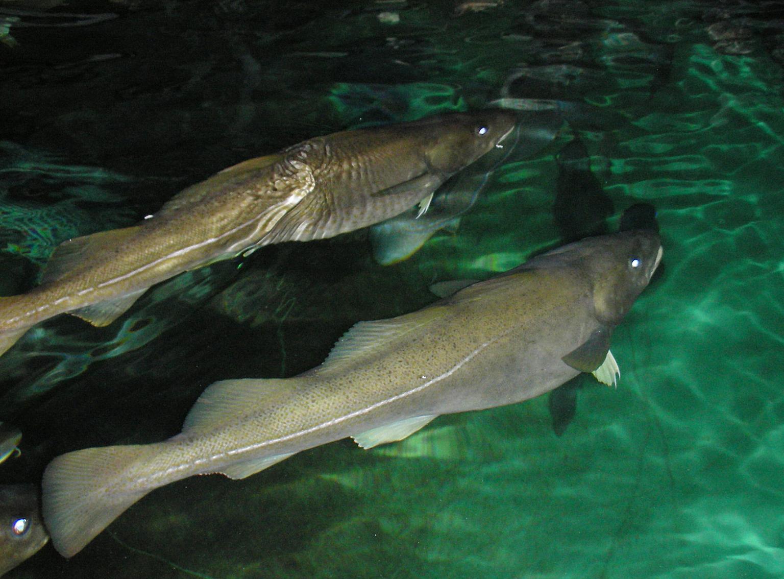 Poissons : des espèces en voie d'extinction