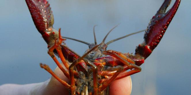 Menace sur plus du quart des crustacés d'eau douce