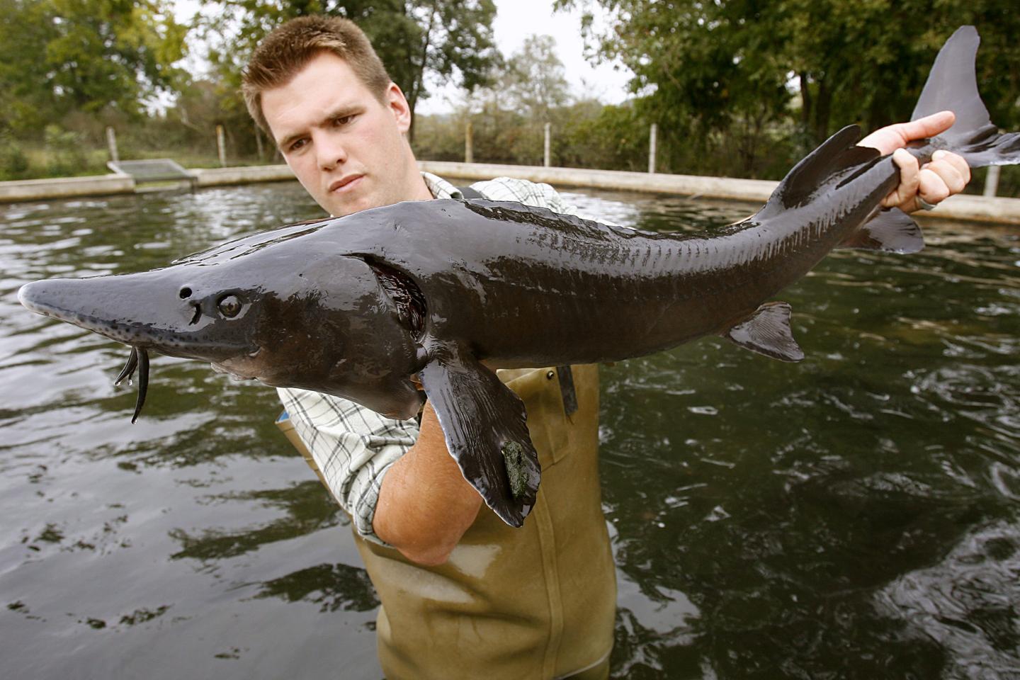 Ultime chance pour l'esturgeon d'Europe