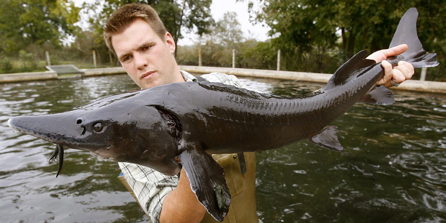 Ultime chance pour l'esturgeon d'Europe