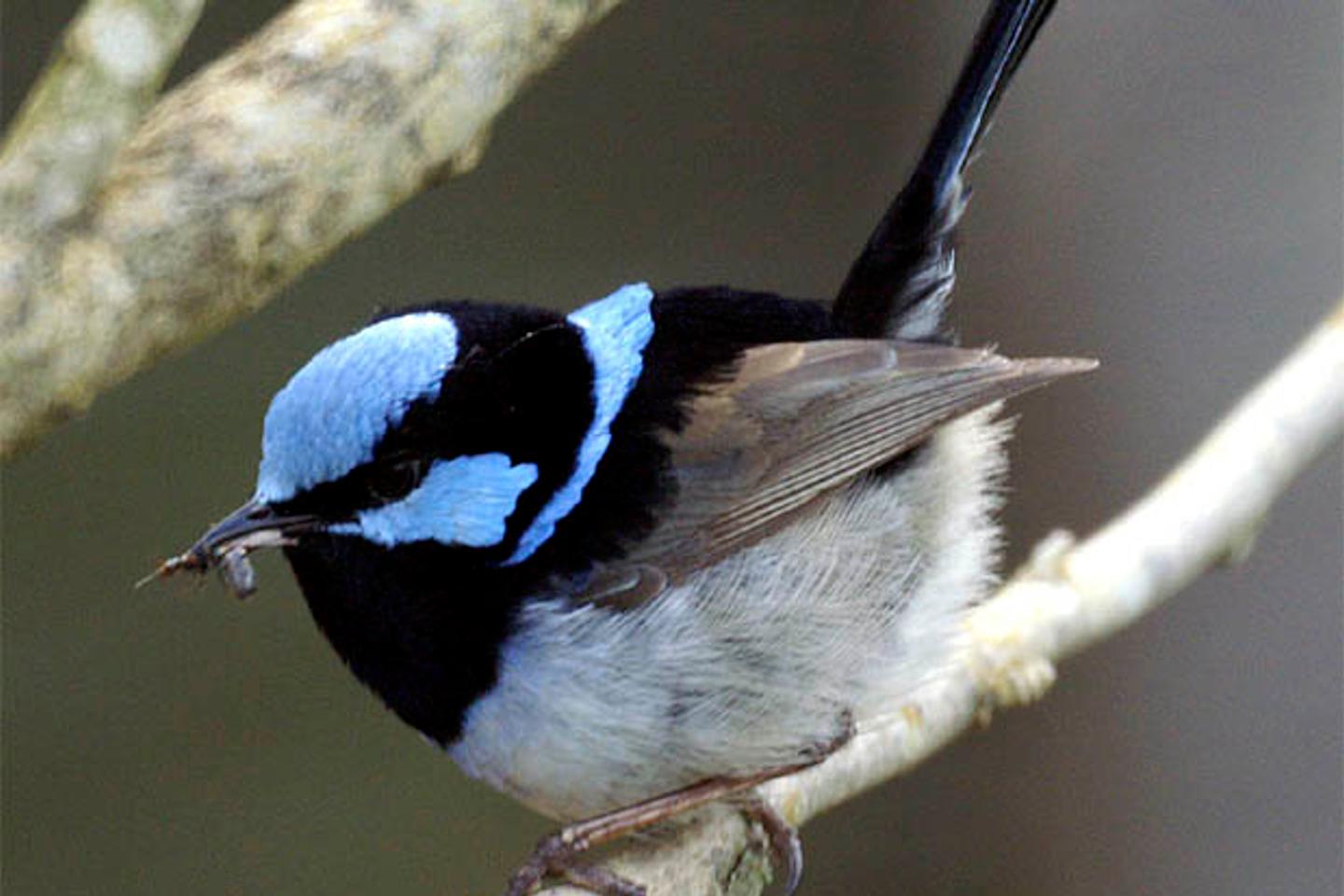 La femelle du mérion superbe se repose sur des aides maternels