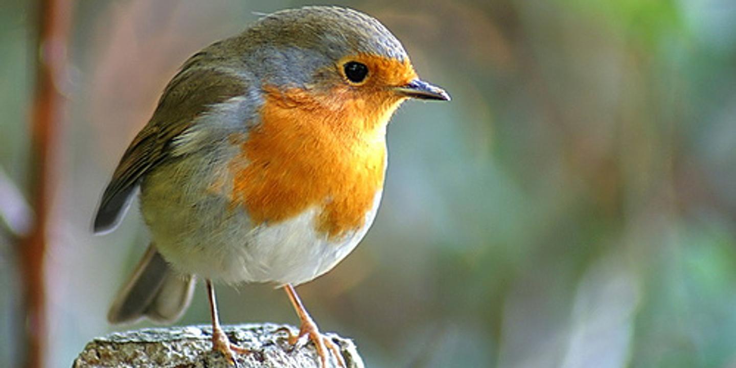 Venez observer les oiseaux dans les jardins de France