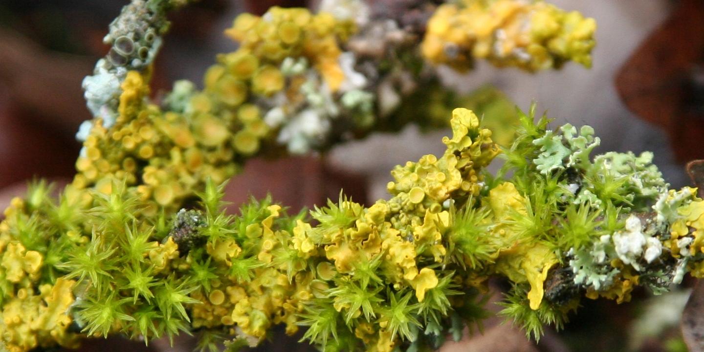 Mousses et lichens