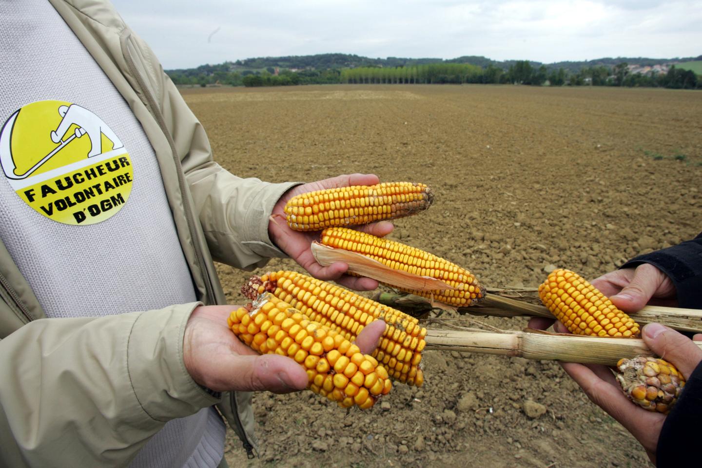 Alimentation : comment détecter les OGM