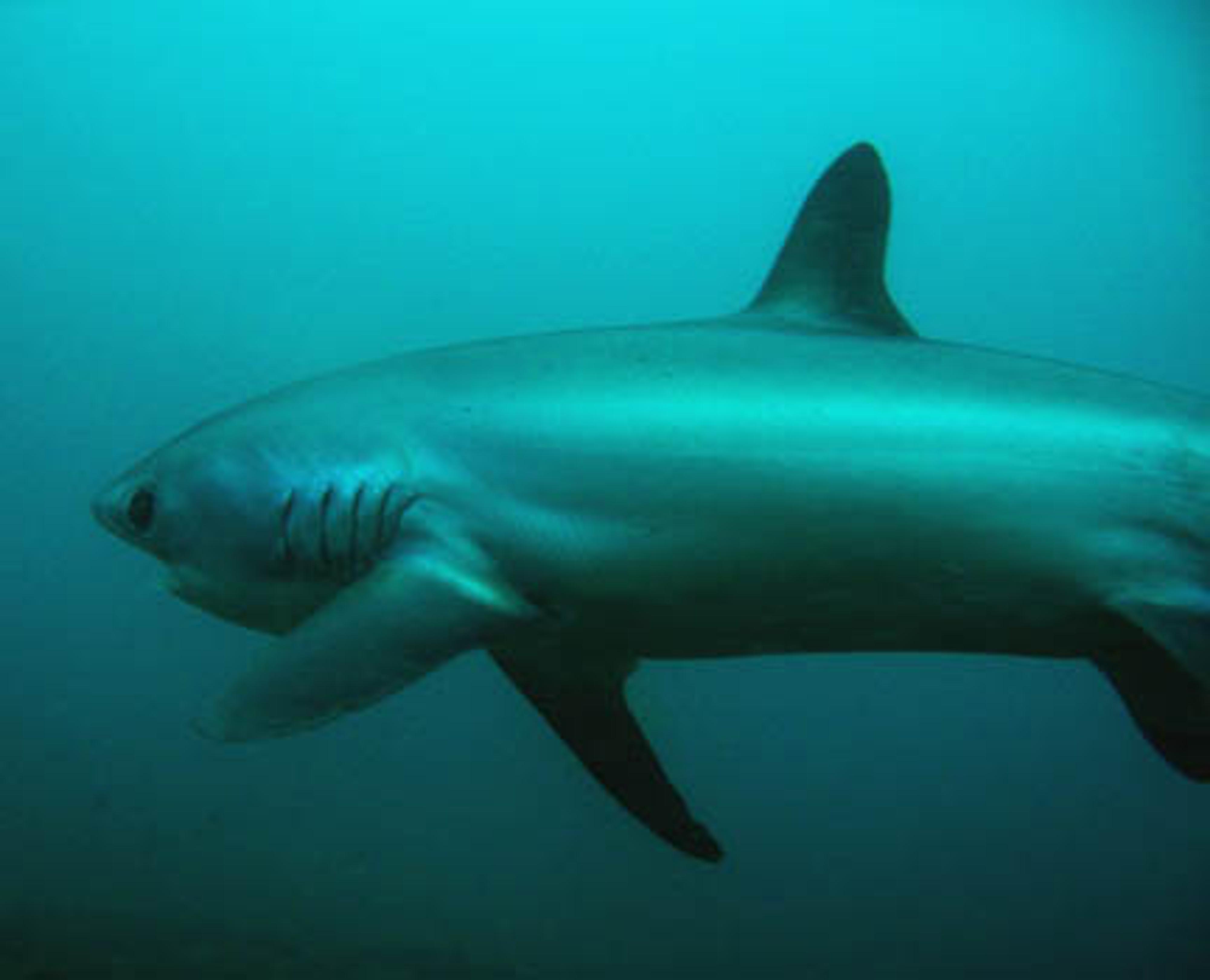 Onze espèces de requins de haute mer menacées d'extinction