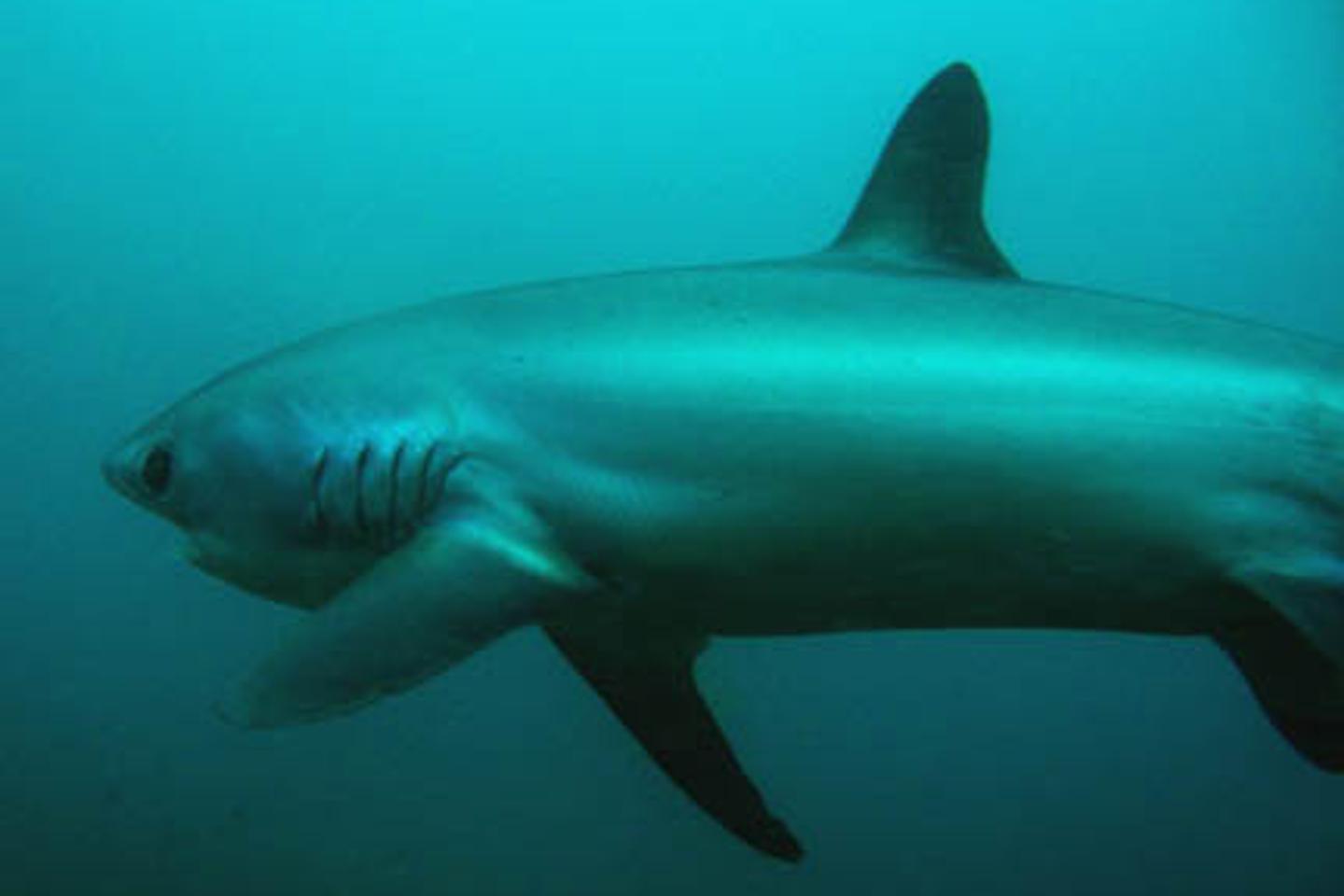 Onze espèces de requins de haute mer menacées d'extinction