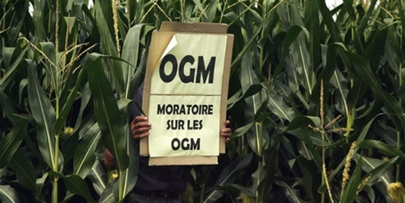 Des militants anti-OGM investissent un site de Monsanto dans l'Aude