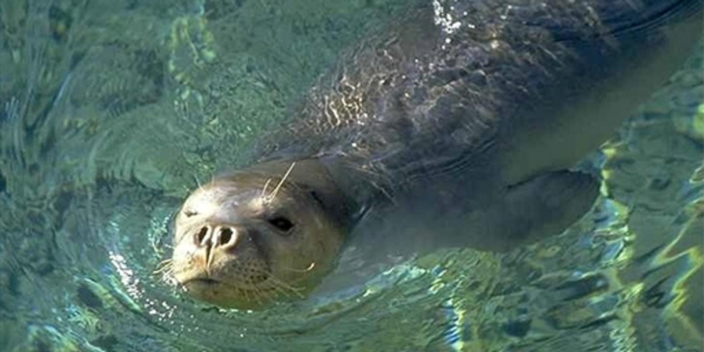 Le phoque moine des Caraïbes est considéré comme une espèce éteinte