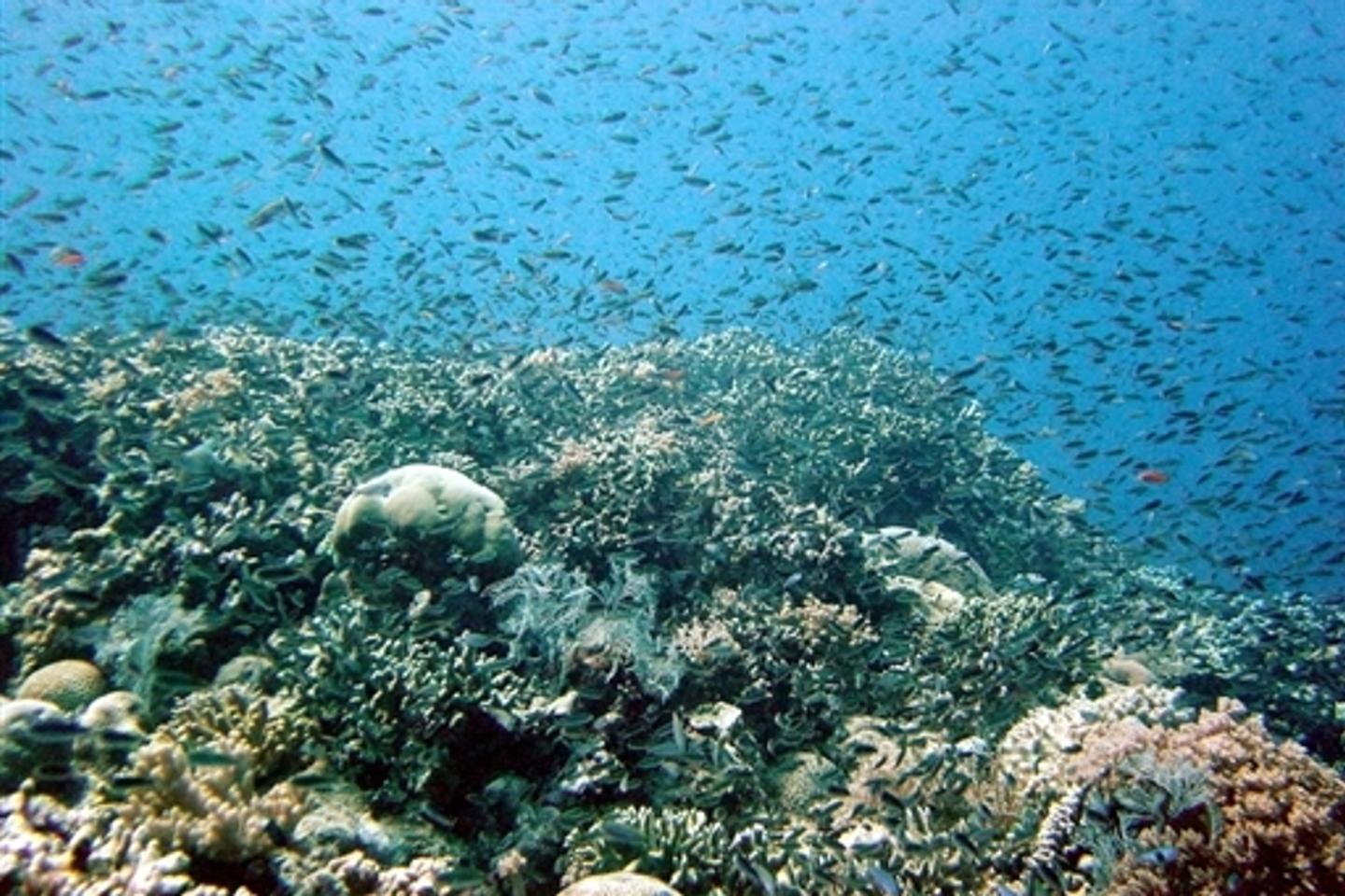 Une liste rouge pour les écosystèmes en danger