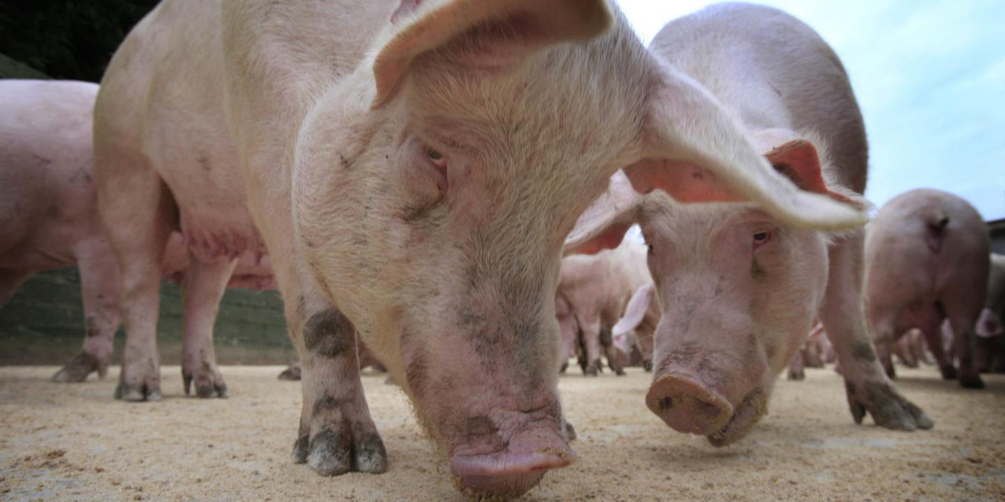 Soupçons de fraude à la viande contaminée en Bretagne