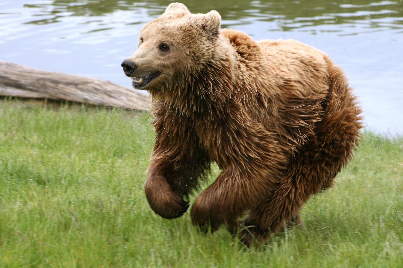 L'arrivée en douceur d'une ourse dans les Pyrénées occidentales