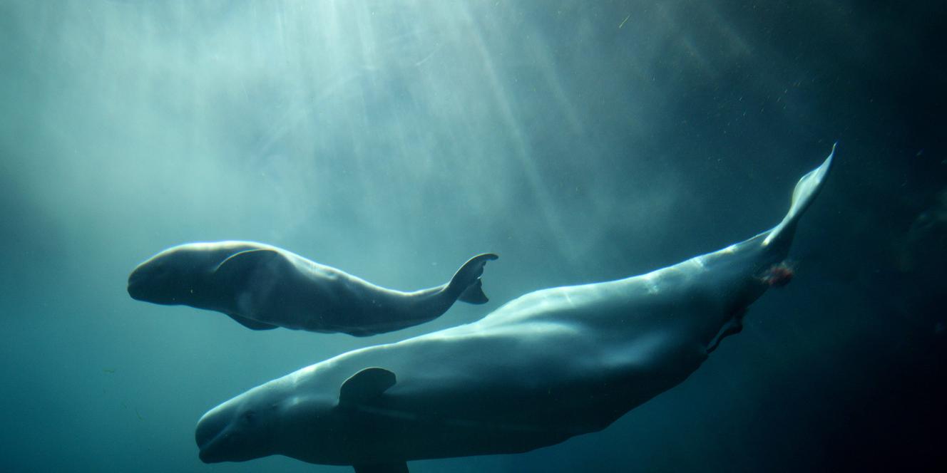 Les fanons de baleine, filtres dynamiques