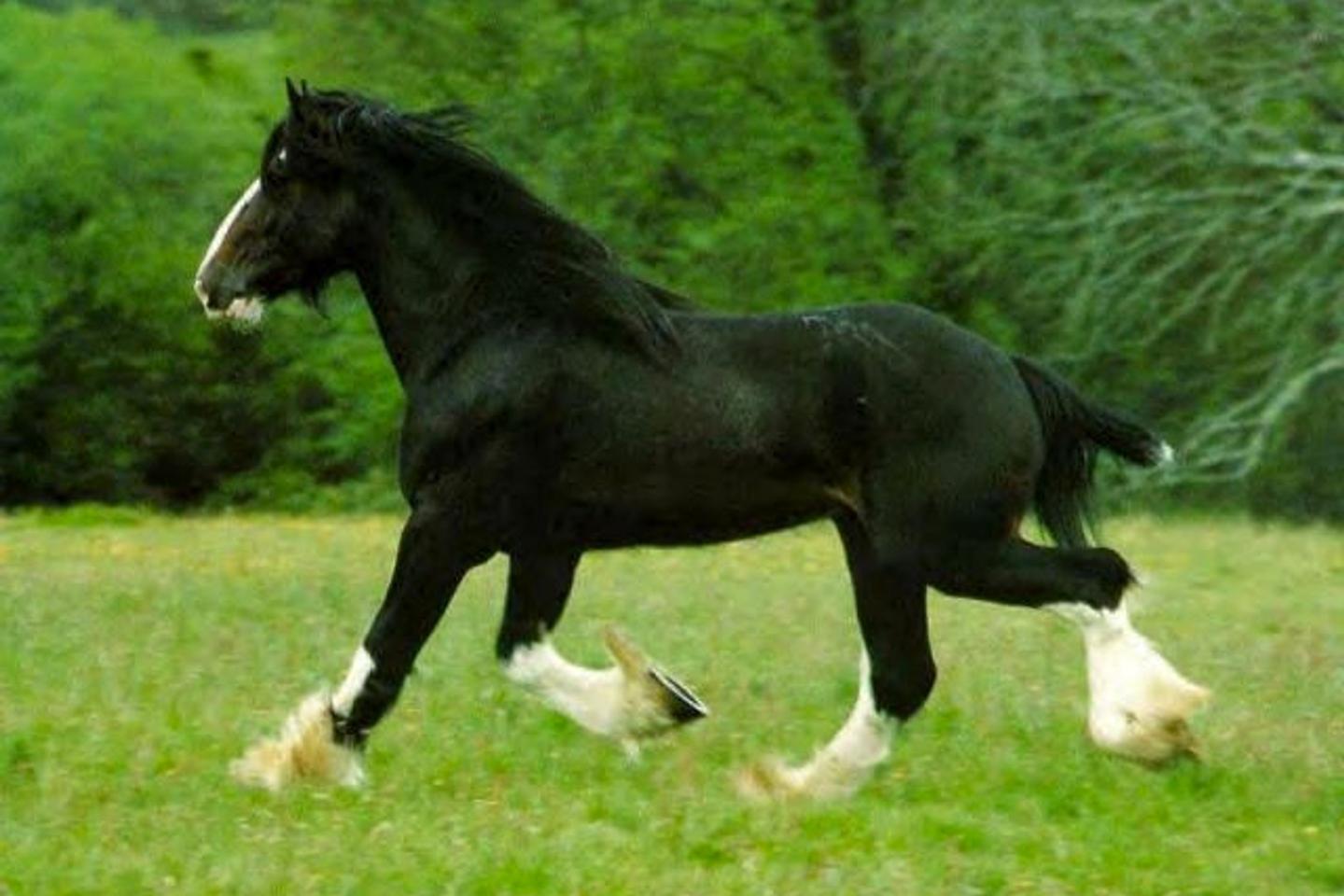 Vous aimez le cheval ? Mangez-en