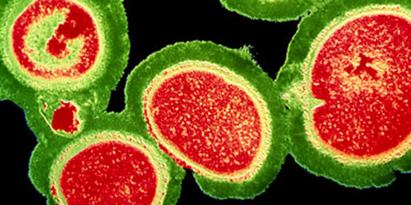 Les secrets du staphylocoque doré