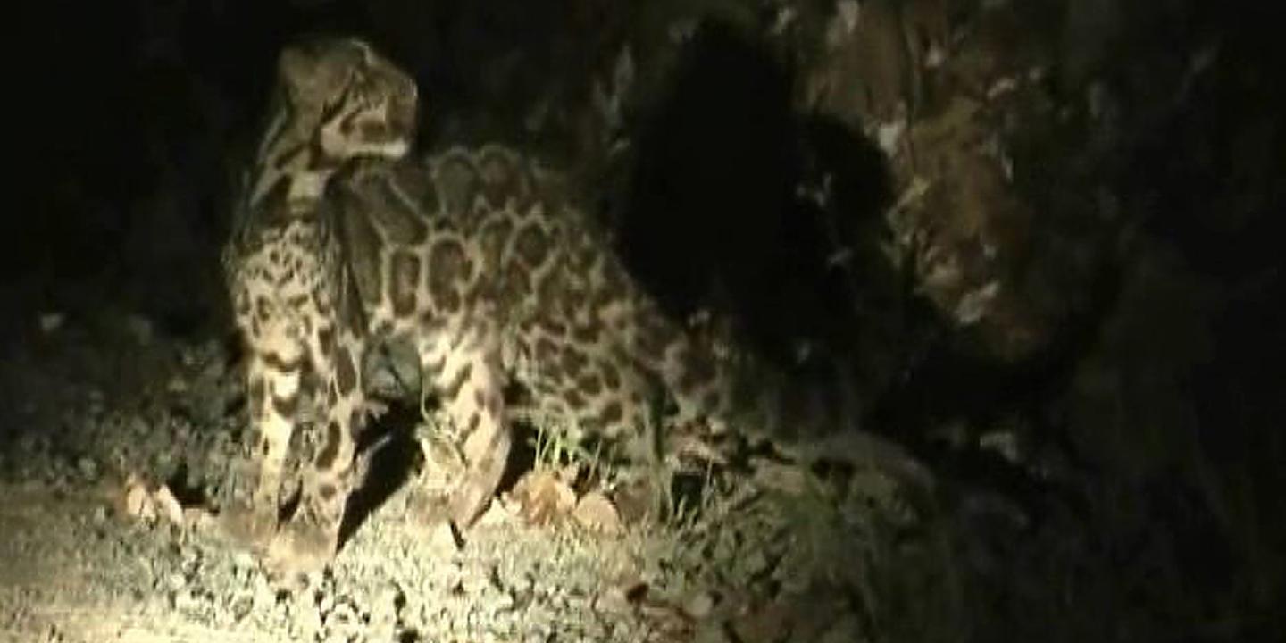 Des images inédites d'un léopard tacheté de Bornéo