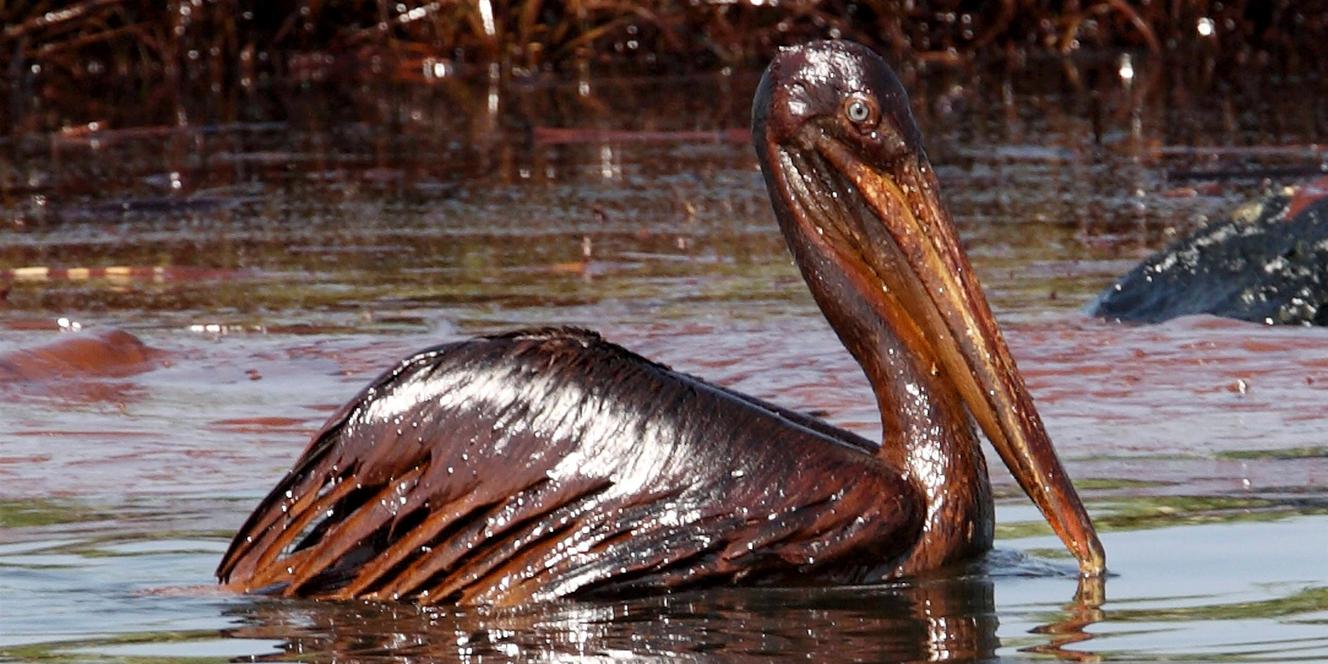 Marée noire : retour sur une catastrophe écologique hors norme