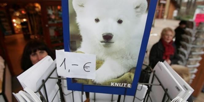 L'ours Knut en proie à des troubles du comportement