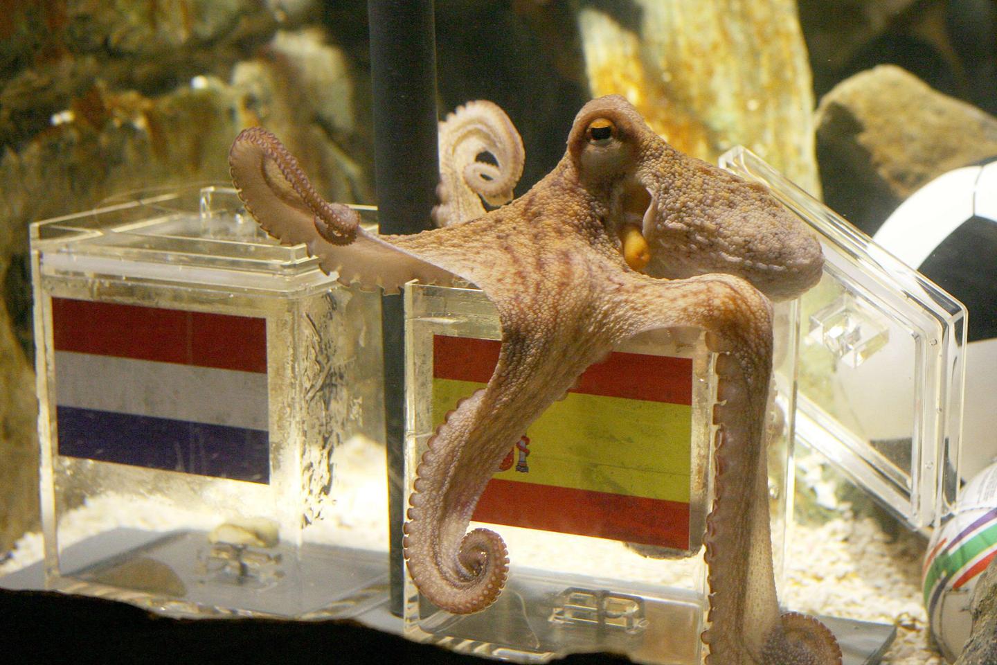 Paul le poulpe, l'autre champion du monde