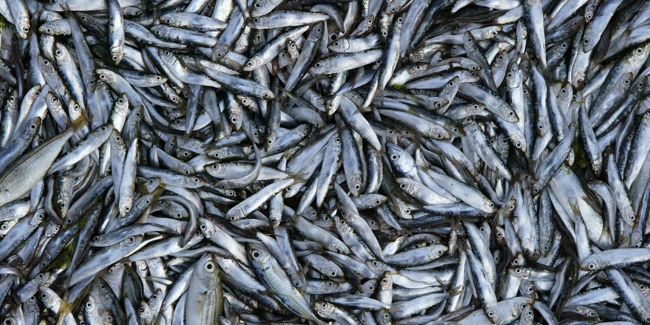 Que mangent les poissons qu'on mange