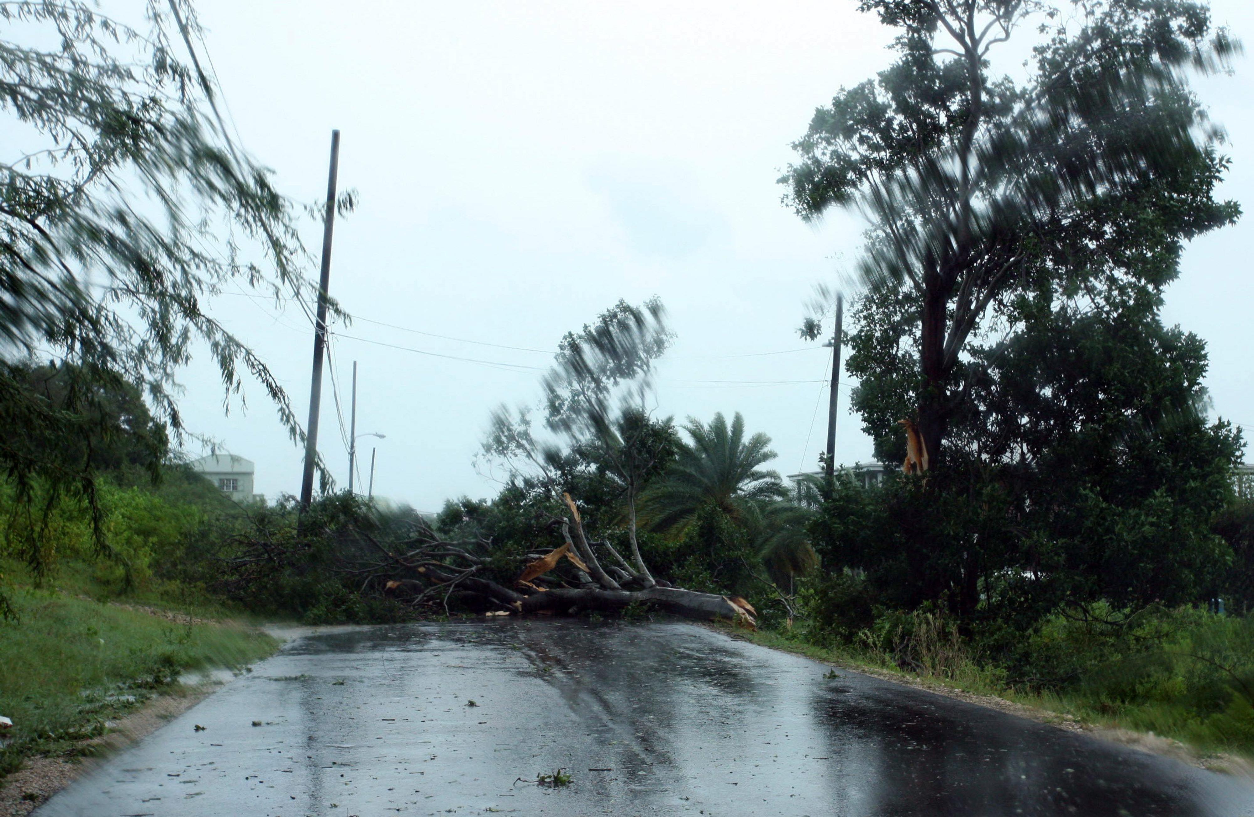 Chutes d'arbres et maisons inondées après le passage du cyclone