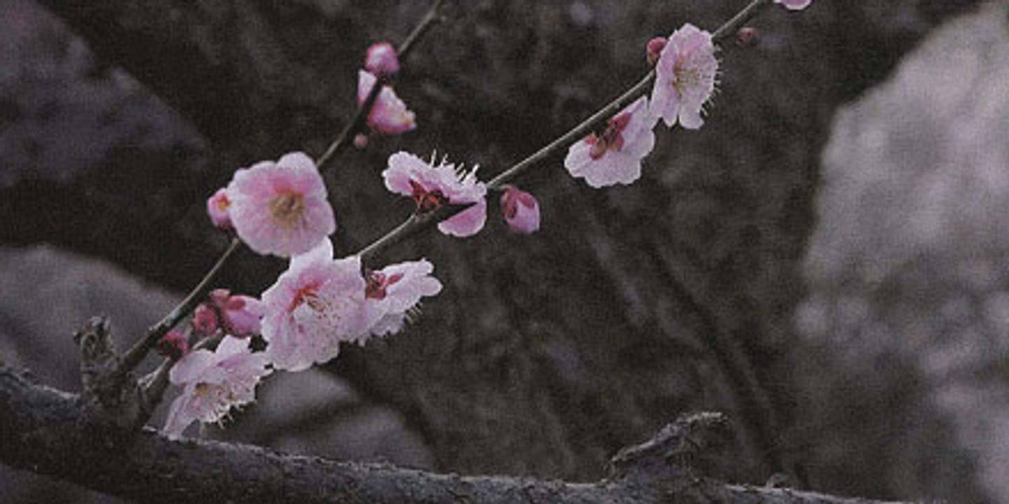 "Jardins de Chine ou la quête du paradis", de Che Bing Chiu, Yuxiang Li ...