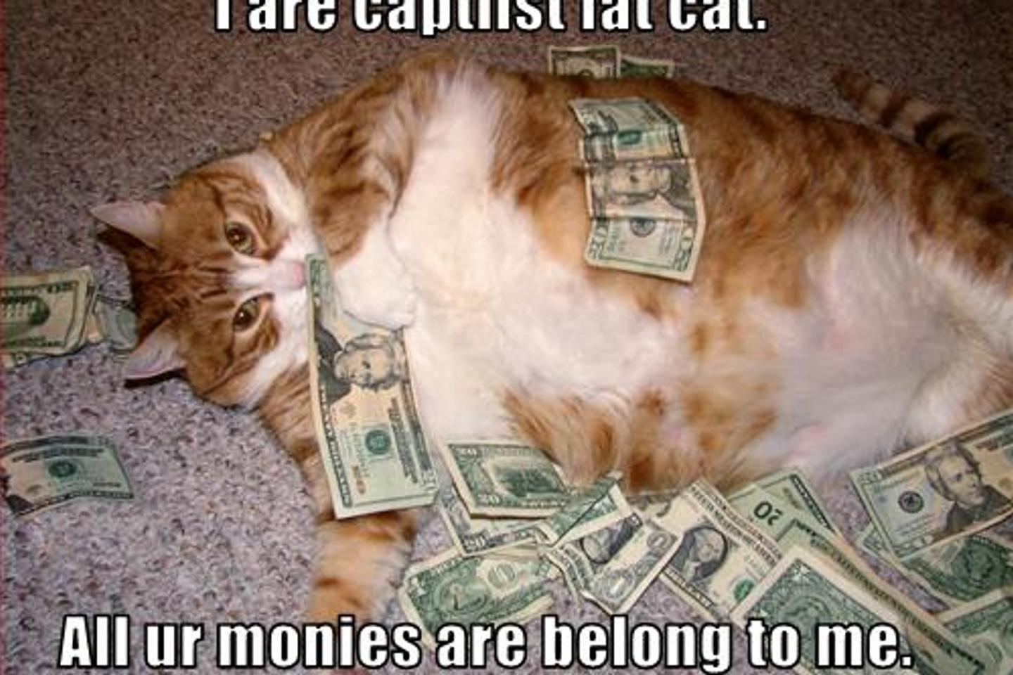 Les LOLcats attirent les investisseurs