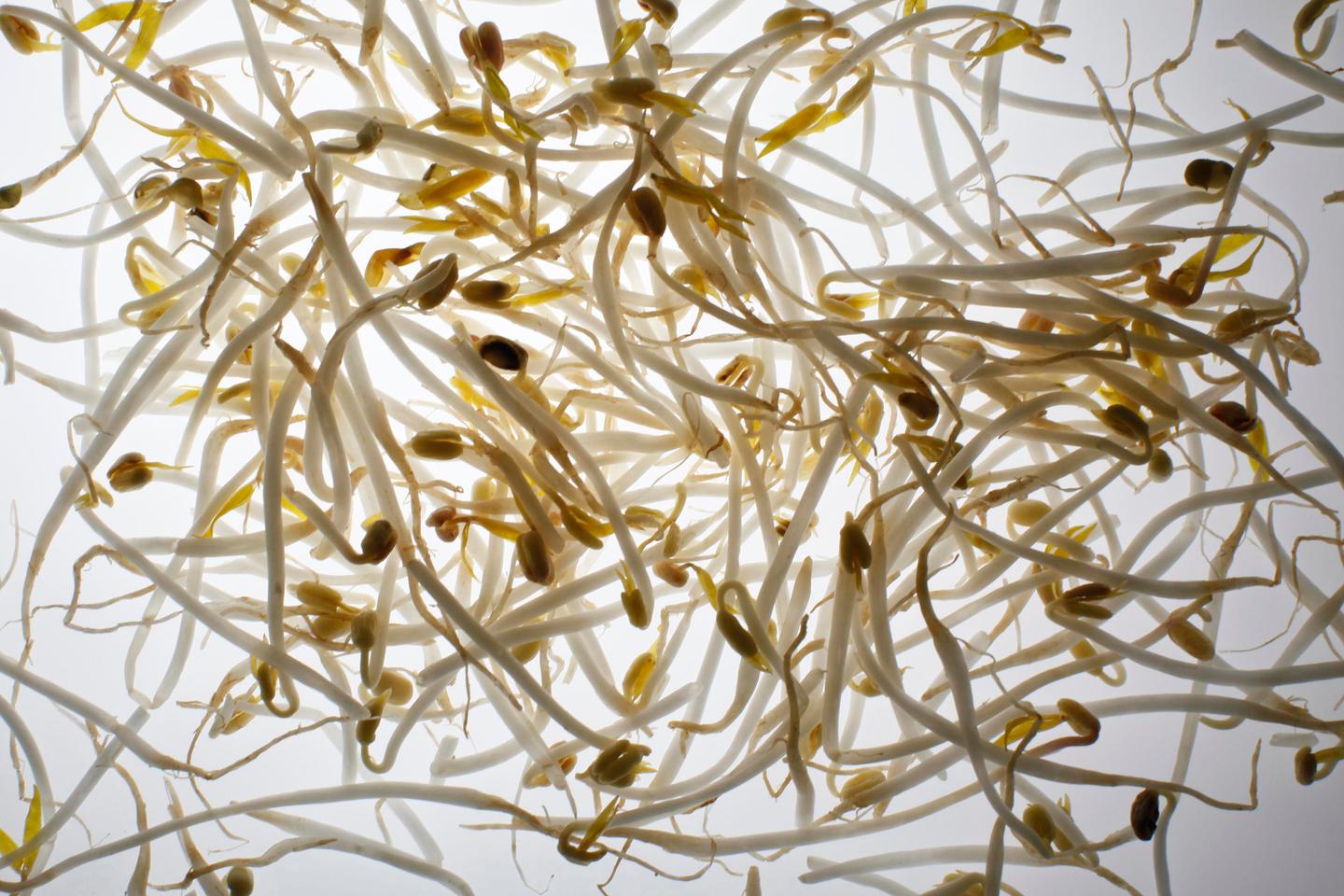 "Les germes constituent un milieu très favorable au développement des ...