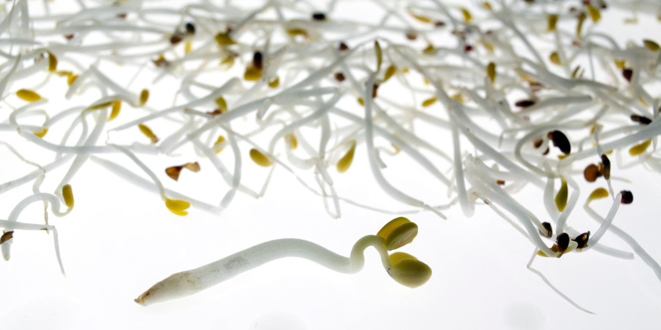 "Les germes constituent un milieu très favorable au développement des ...