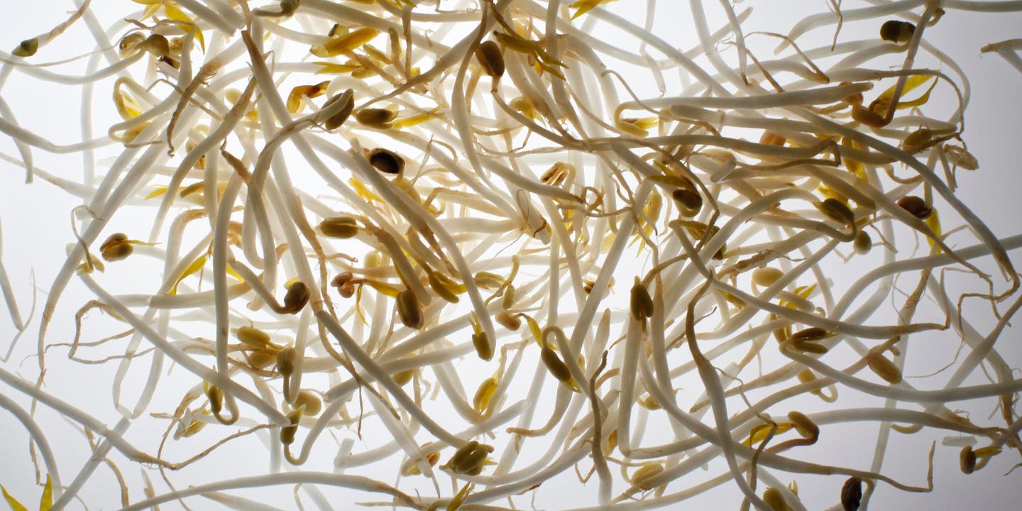 "Les germes constituent un milieu très favorable au développement des ...