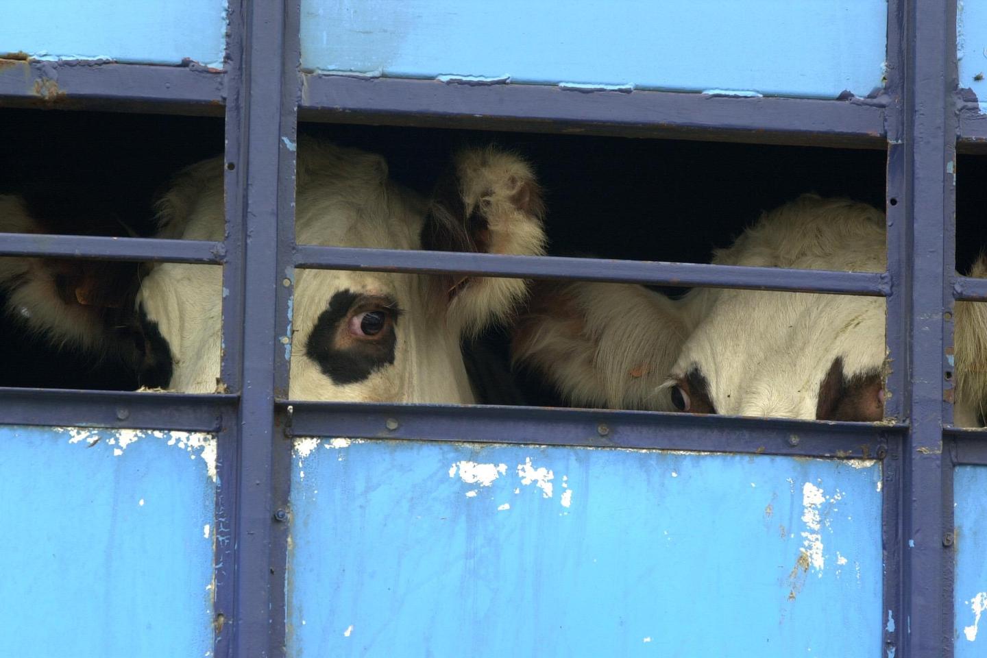 Vache folle : l’agent de la forme humaine transmissible par le sang