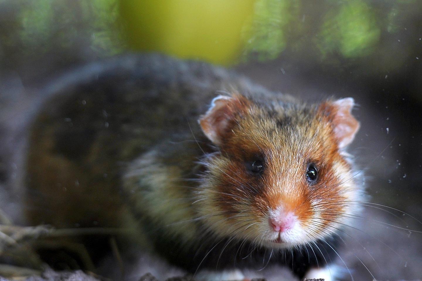 Le grand hamster d'Alsace va être préservé