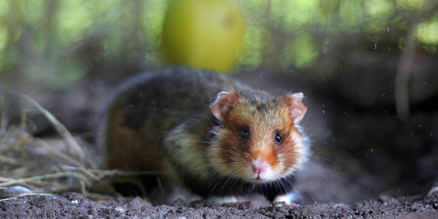 Le grand hamster d'Alsace va être préservé