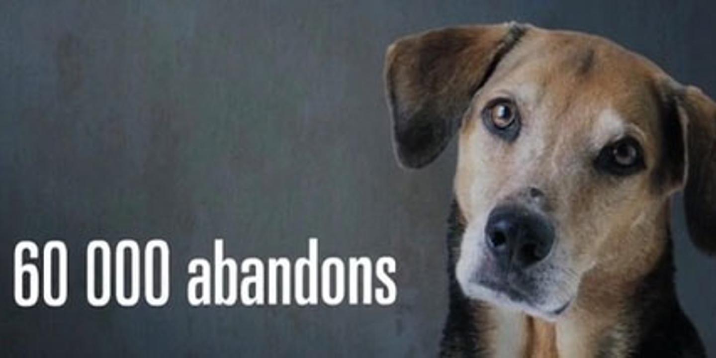 Animaux domestiques, le casse-tête des vacances